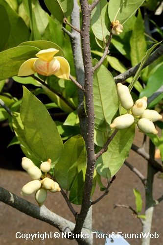 NParks | Mitrephora keithii