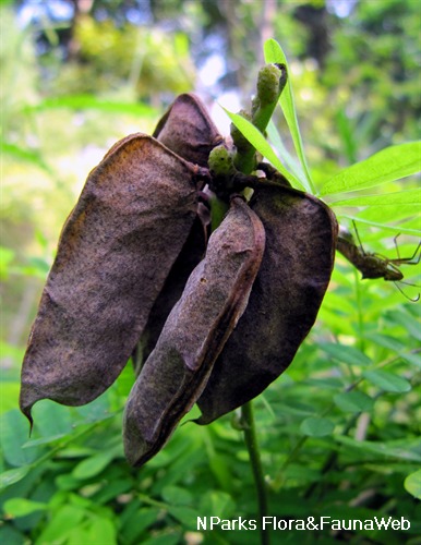 NParks | Abrus precatorius