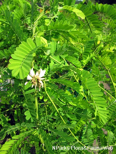 NParks | Abrus precatorius