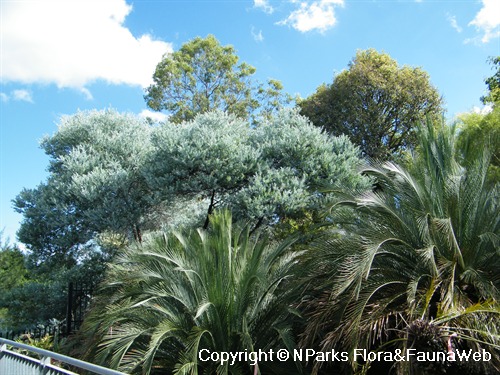 NParks | Acacia confusa