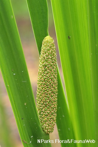 NParks | Acorus calamus