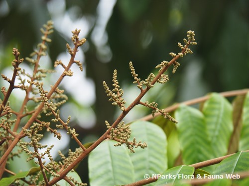 NParks | Aglaia argentea