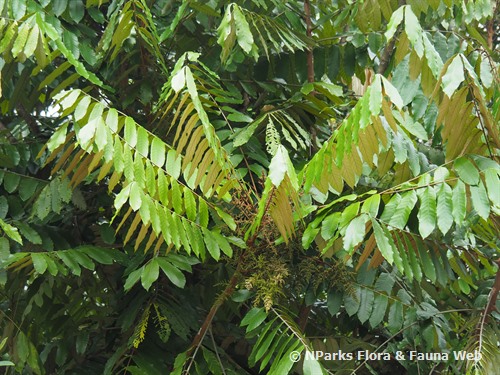 NParks | Aglaia argentea