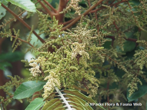 NParks | Aglaia argentea