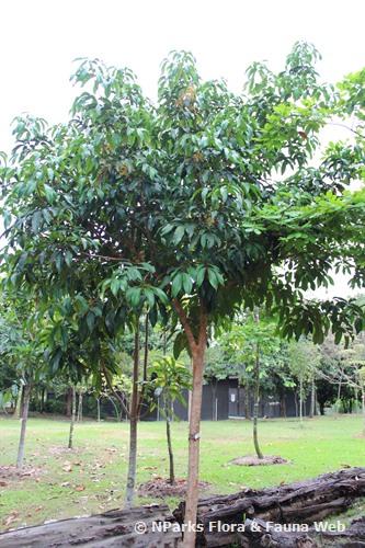 NParks | Aglaia korthalsii