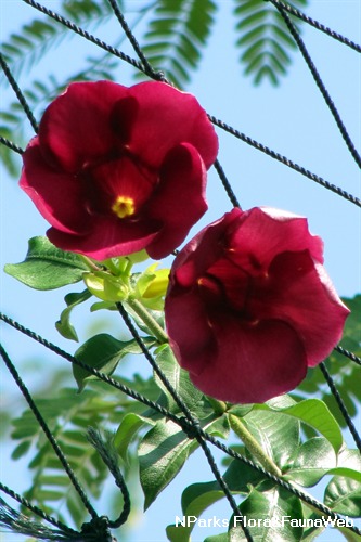 NParks | Allamanda 'Cherry Ripe'