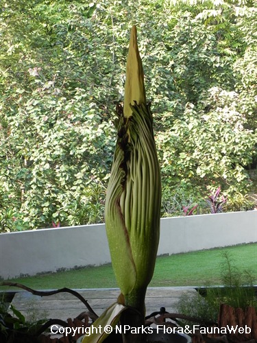 NParks | Amorphophallus titanum