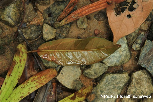 NParks | Anisoptera laevis