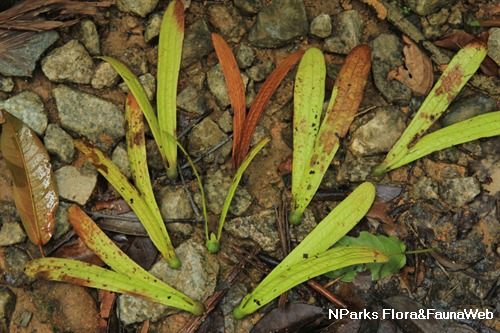 NParks | Anisoptera costata
