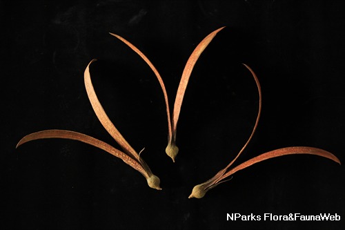 NParks | Anisoptera costata