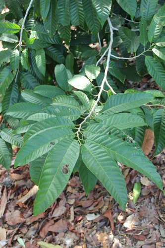 NParks | Anisoptera scaphula