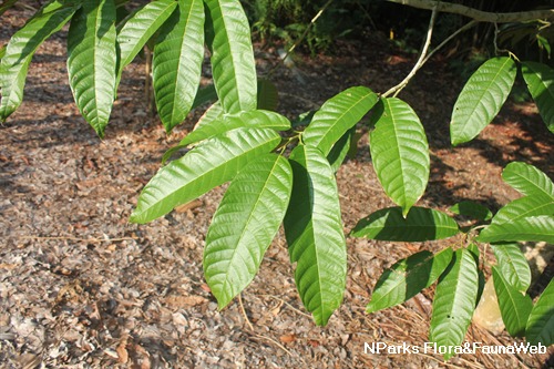 NParks | Anisoptera scaphula