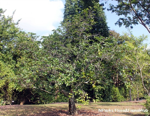 NParks | Annona glabra