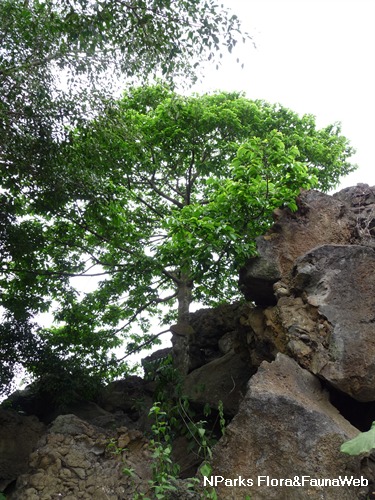 NParks | Antiaris toxicaria