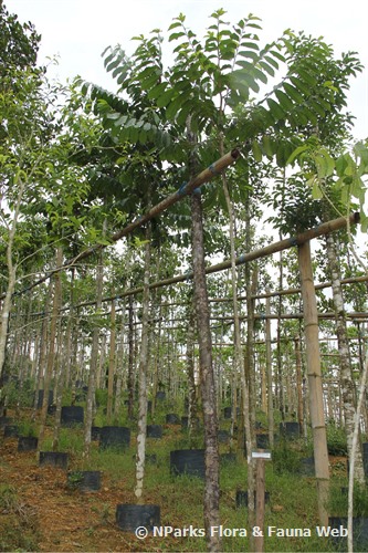 NParks | Antiaris toxicaria