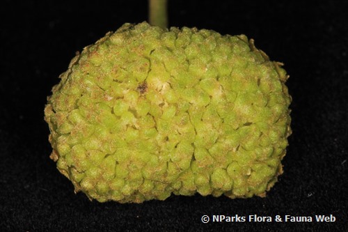 NParks | Antiaris toxicaria