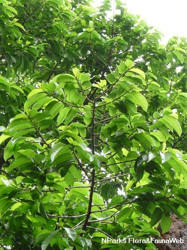 NParks | Antiaris toxicaria