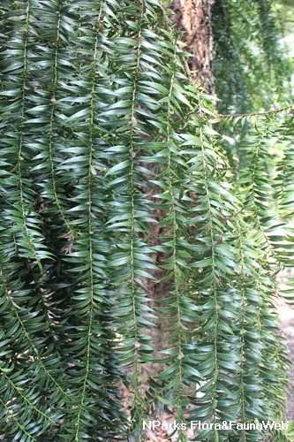 NParks | Araucaria hunsteinii