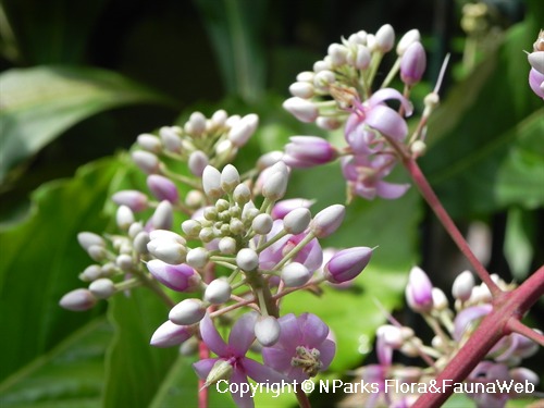 NParks | Ardisia pyramidalis