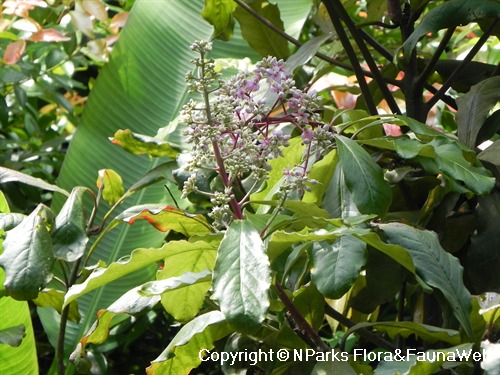 NParks | Ardisia pyramidalis