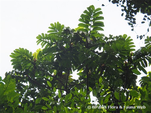 NParks | Artocarpus anisophyllus