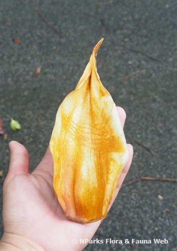 NParks | Artocarpus anisophyllus