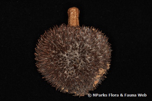 NParks | Artocarpus anisophyllus