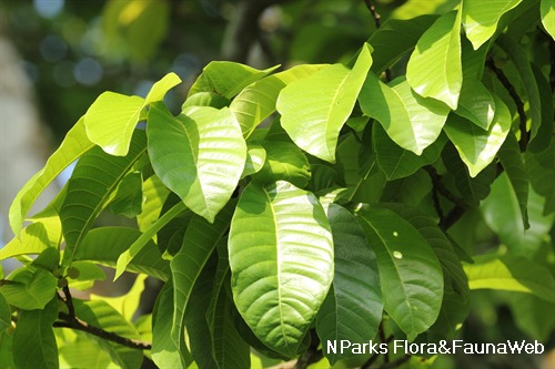 NParks | Artocarpus dadah