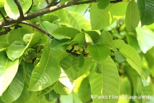 NParks | Artocarpus dadah