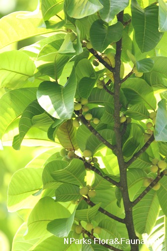 NParks | Artocarpus dadah