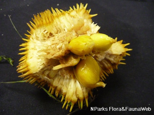 NParks | Artocarpus rigidus