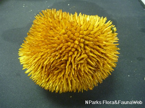 NParks | Artocarpus rigidus