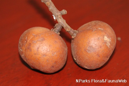 NParks | Baccaurea macrocarpa