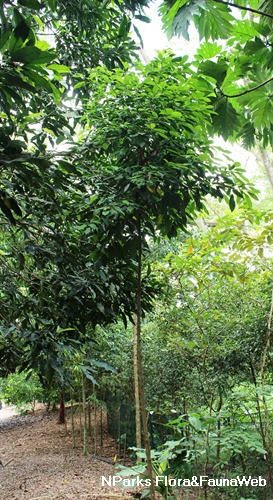 NParks | Baccaurea ramiflora