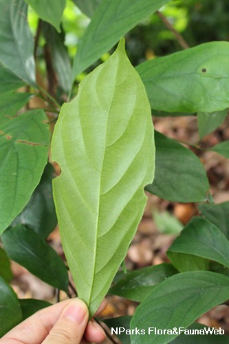 NParks | Baccaurea ramiflora