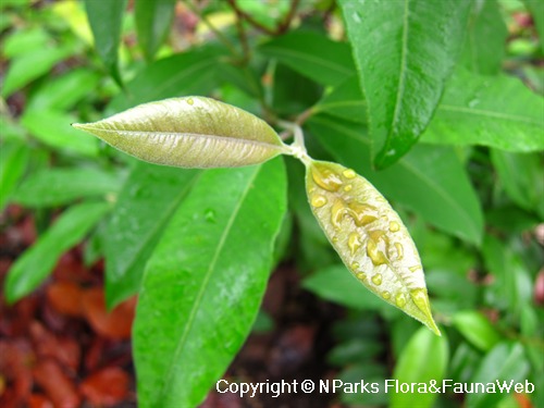 NParks | Dillenia suffruticosa