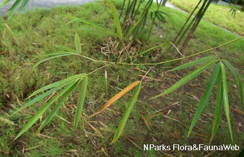 NParks | Bambusa vulgaris