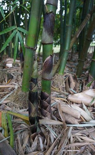 NParks | Bambusa vulgaris
