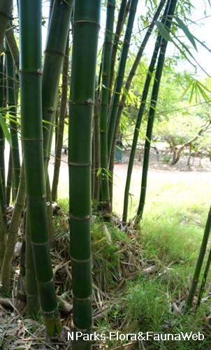 NParks | Bambusa vulgaris
