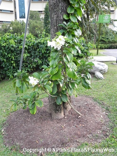 NParks | Beaumontia grandiflora