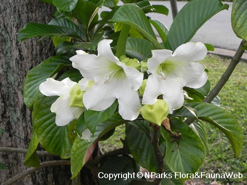 NParks | Beaumontia grandiflora