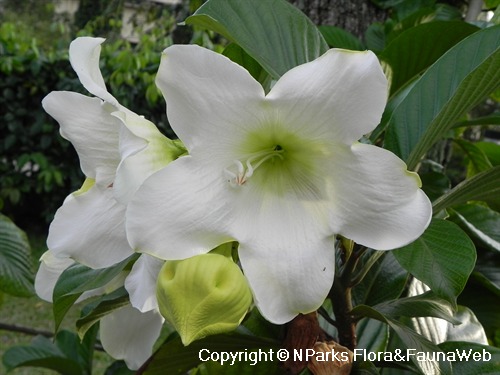 NParks | Beaumontia grandiflora