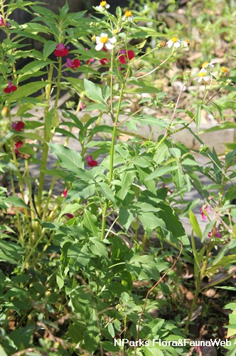NParks | Bidens alba