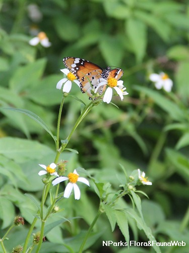 NParks | Bidens alba