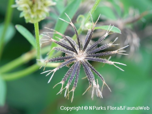 NParks | Bidens alba
