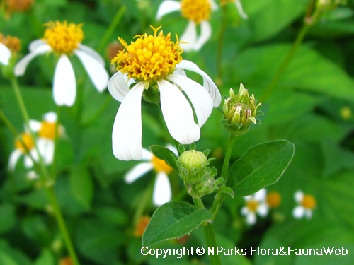 NParks | Bidens alba