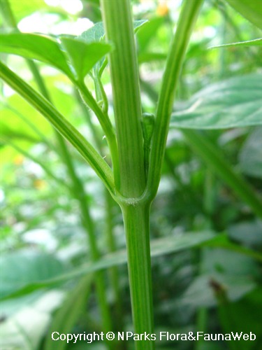 NParks | Bidens alba
