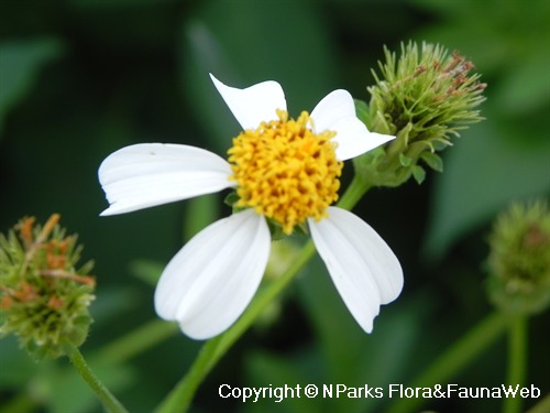 NParks | Bidens alba