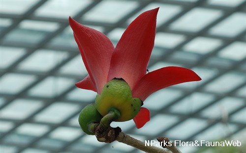 NParks | Bombax ceiba