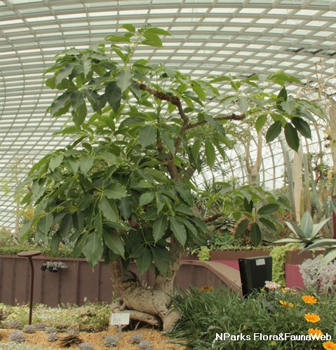 NParks | Bombax ceiba